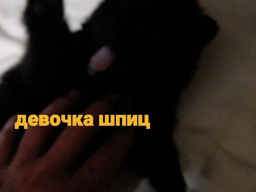 Померанский шпиц