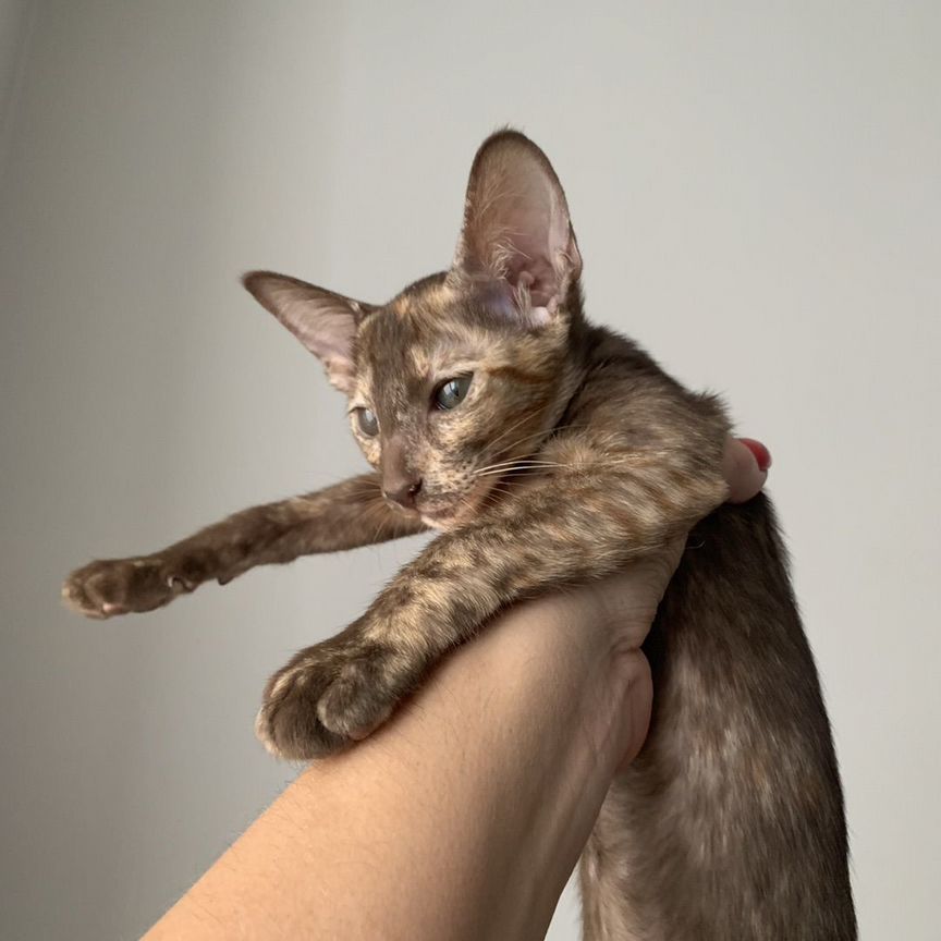 Ориентальные кисы