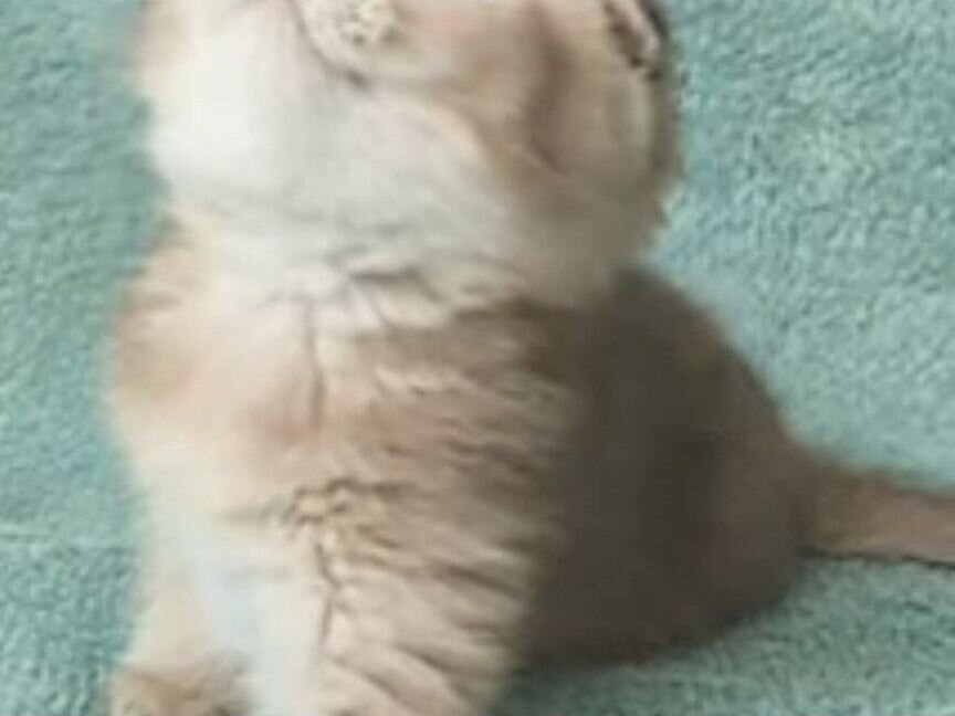 Котята золотая шиншилка