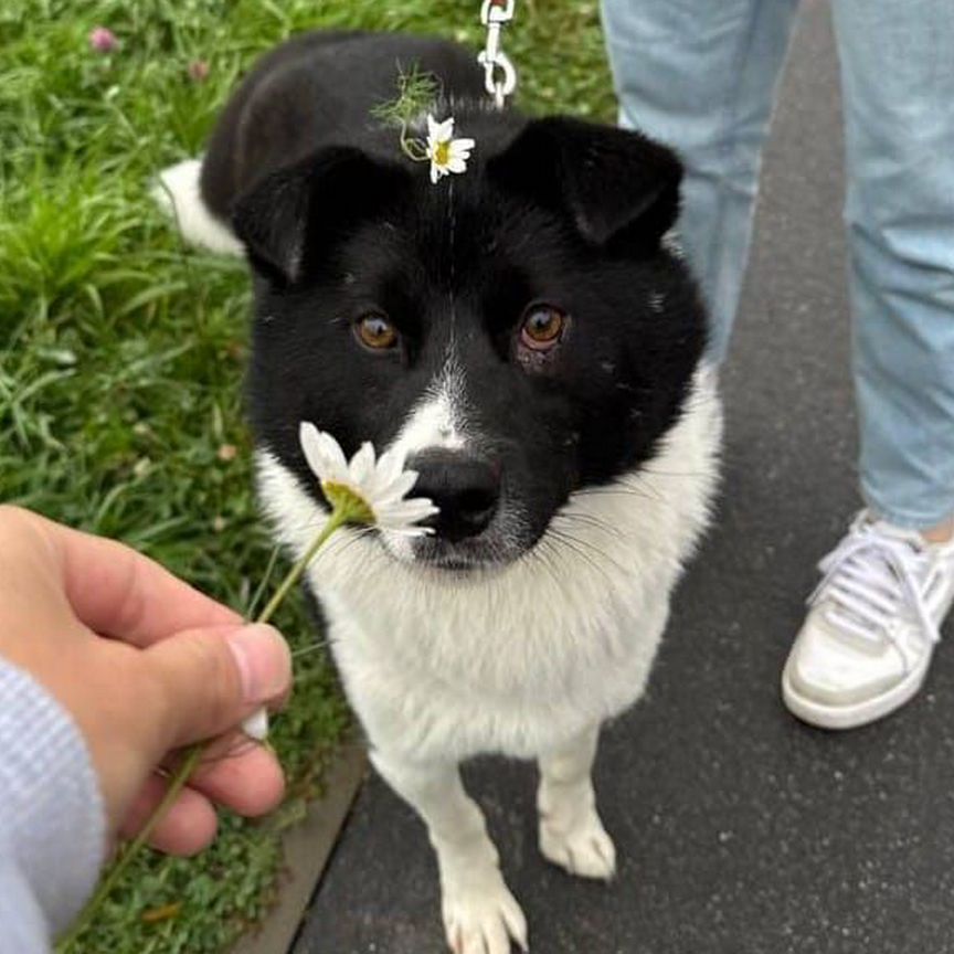 Добрый и ласковый пёс собака в добрые руки