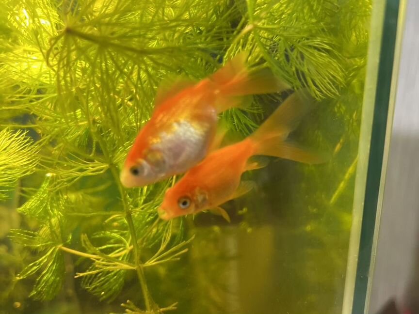 Золотые рыбки