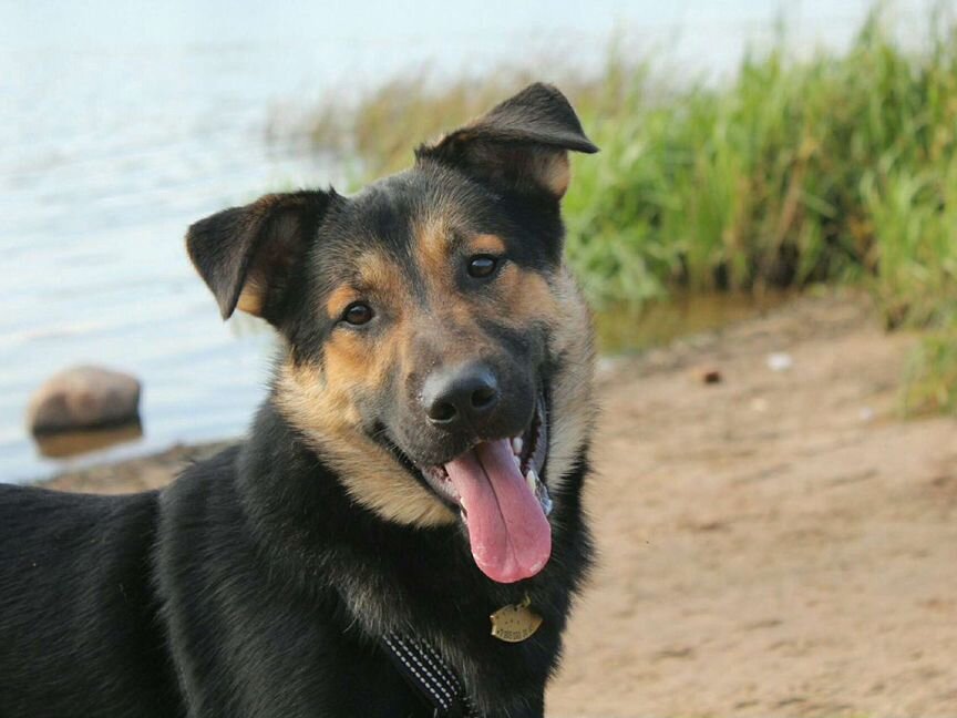 Барон-Батон ищет дом