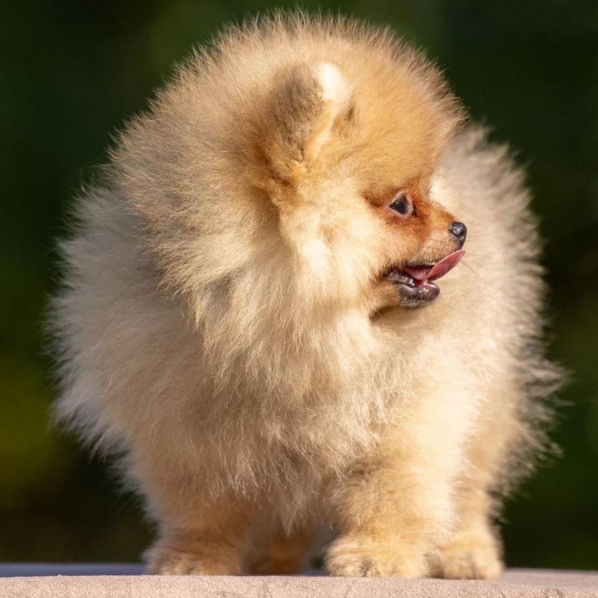 Шпиц померанец мальчик с документами