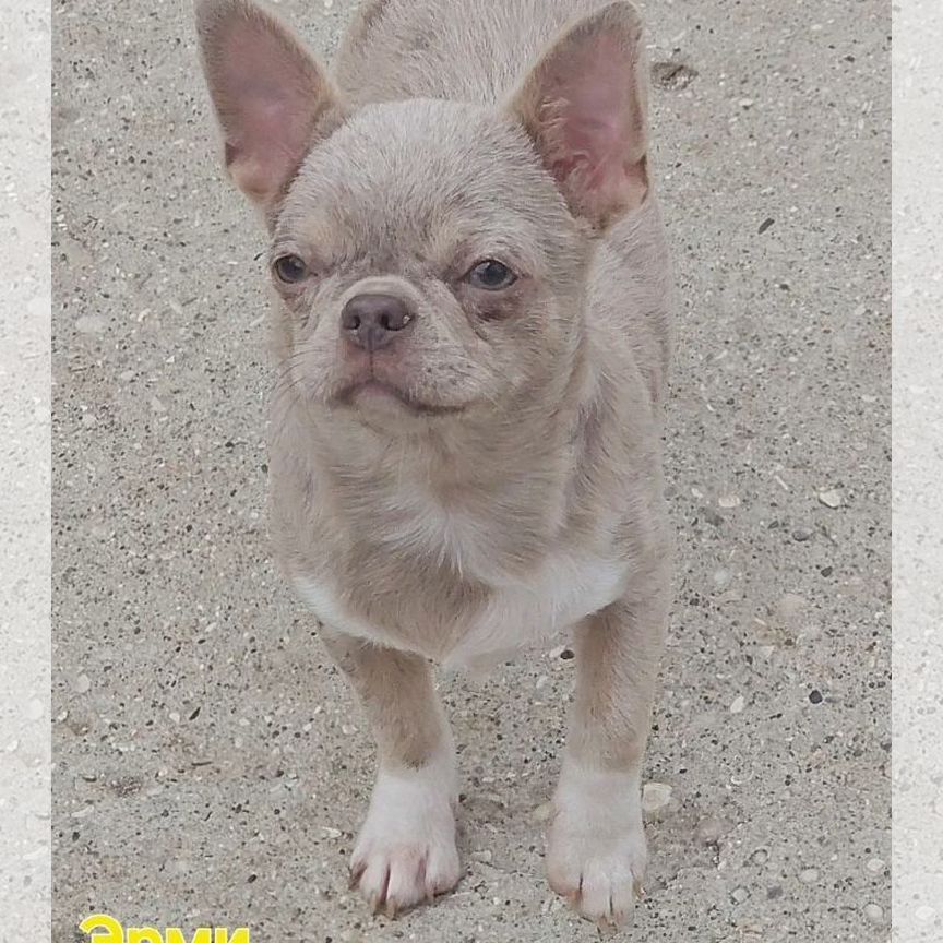 Чихуахуа, щенок