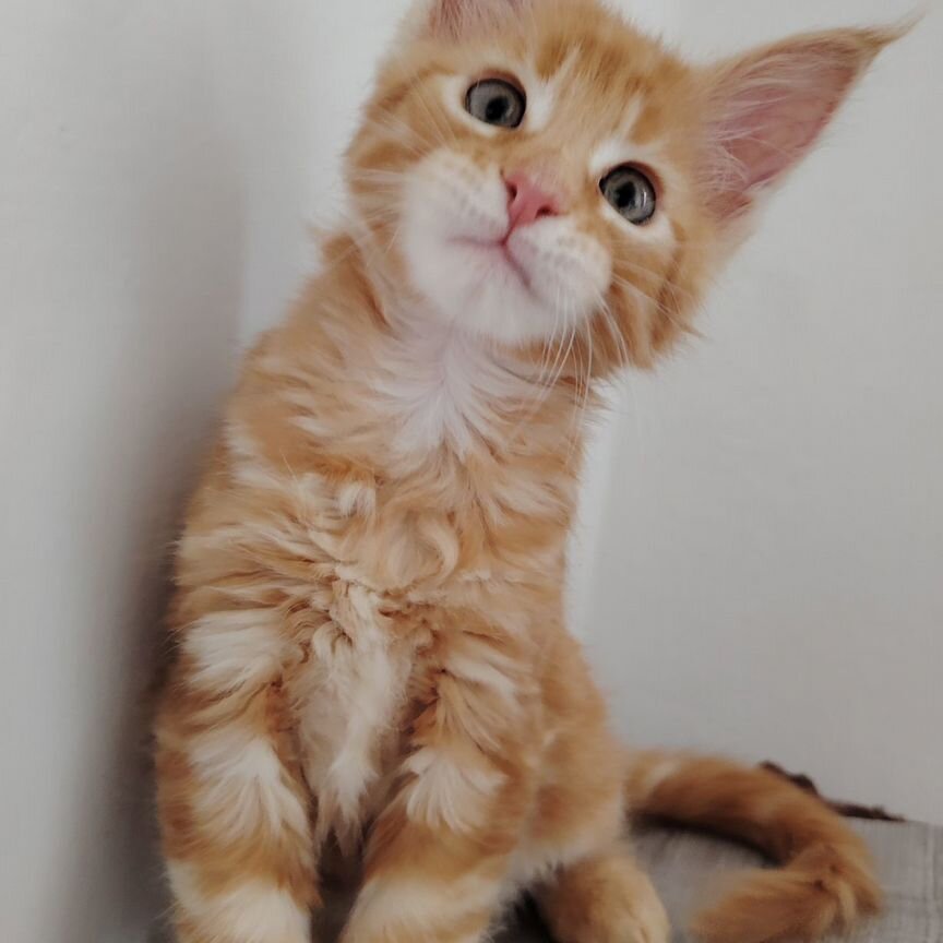 Котята мейн-кун