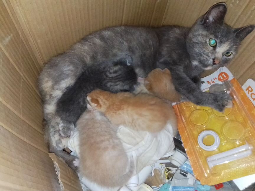 Котята