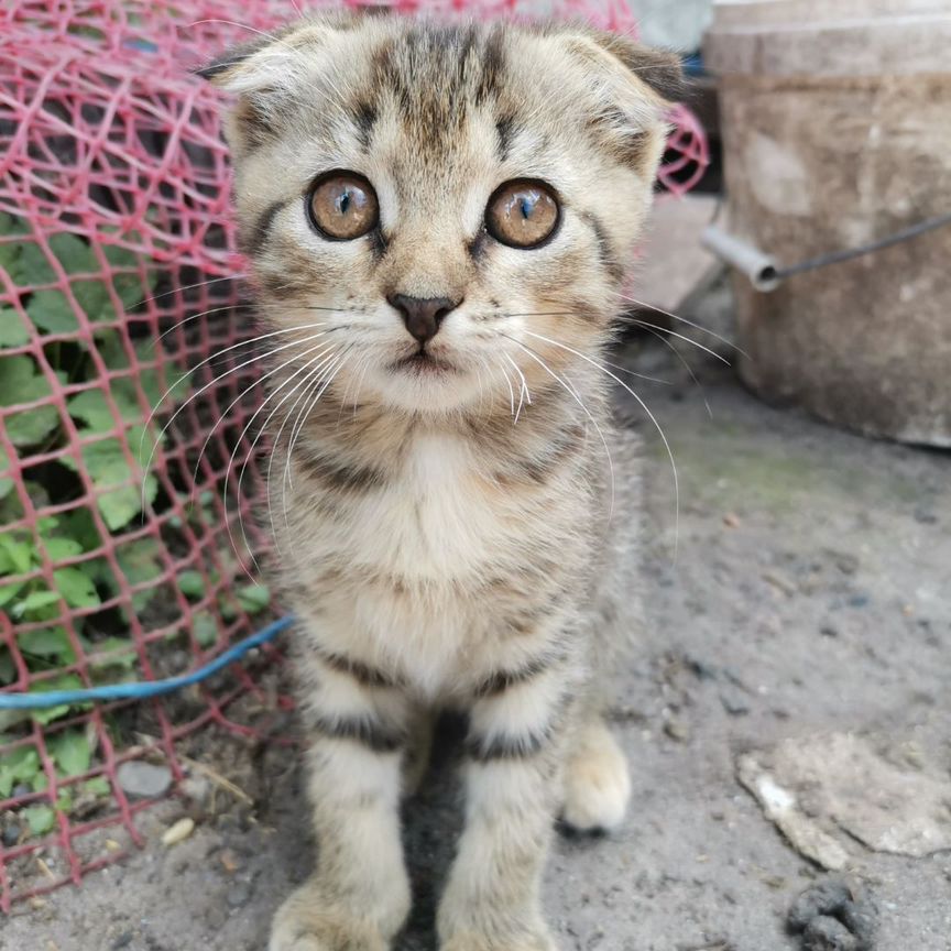 Вислоухие кошечки