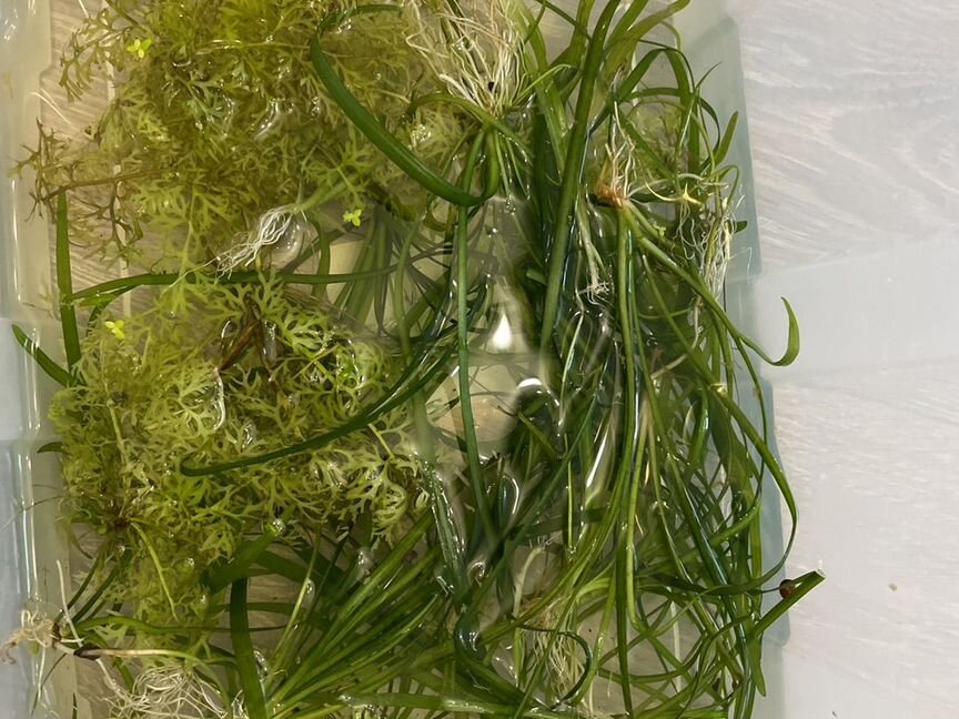 Аквариумные растения сагитария