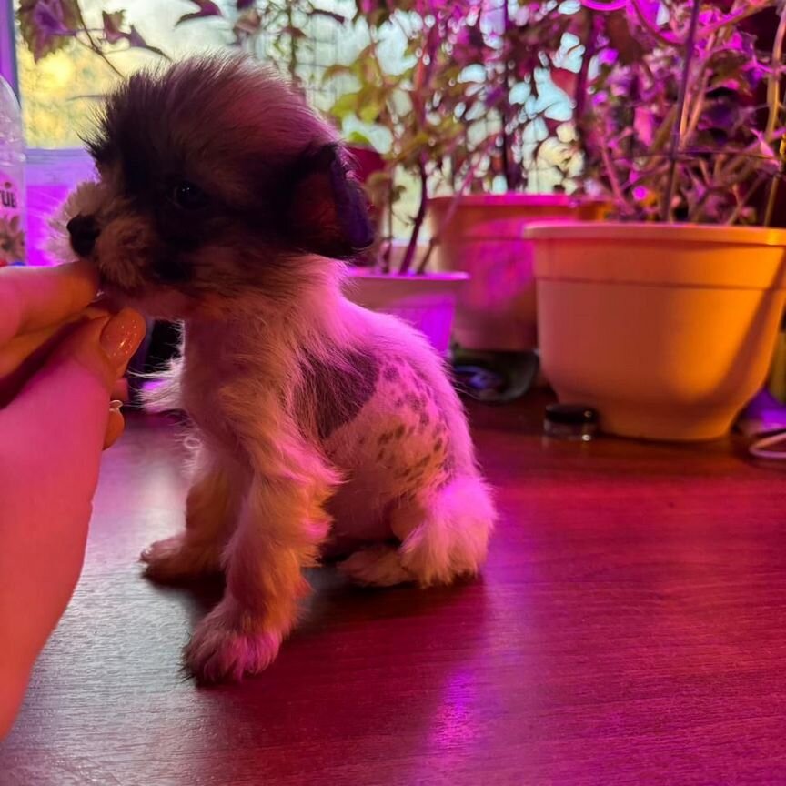 Щенок Китайской хохлатой голой