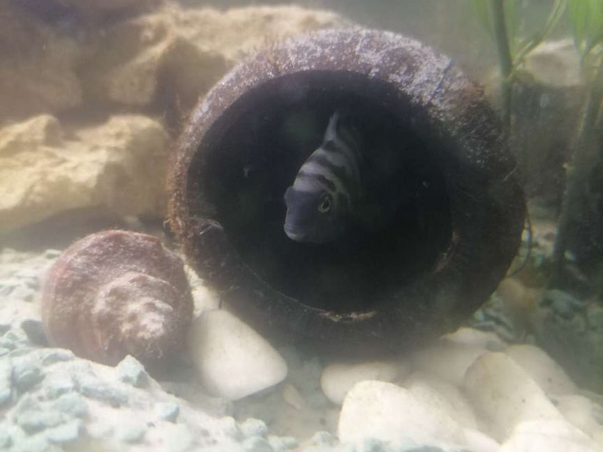 Рыбасики/Цихлиды чернополосые, фламинго