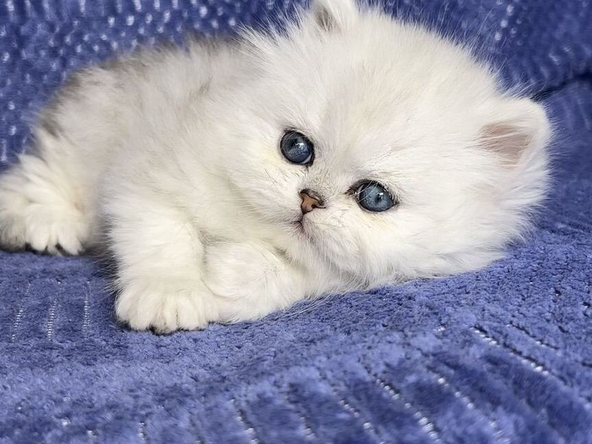 Персидская шиншилла