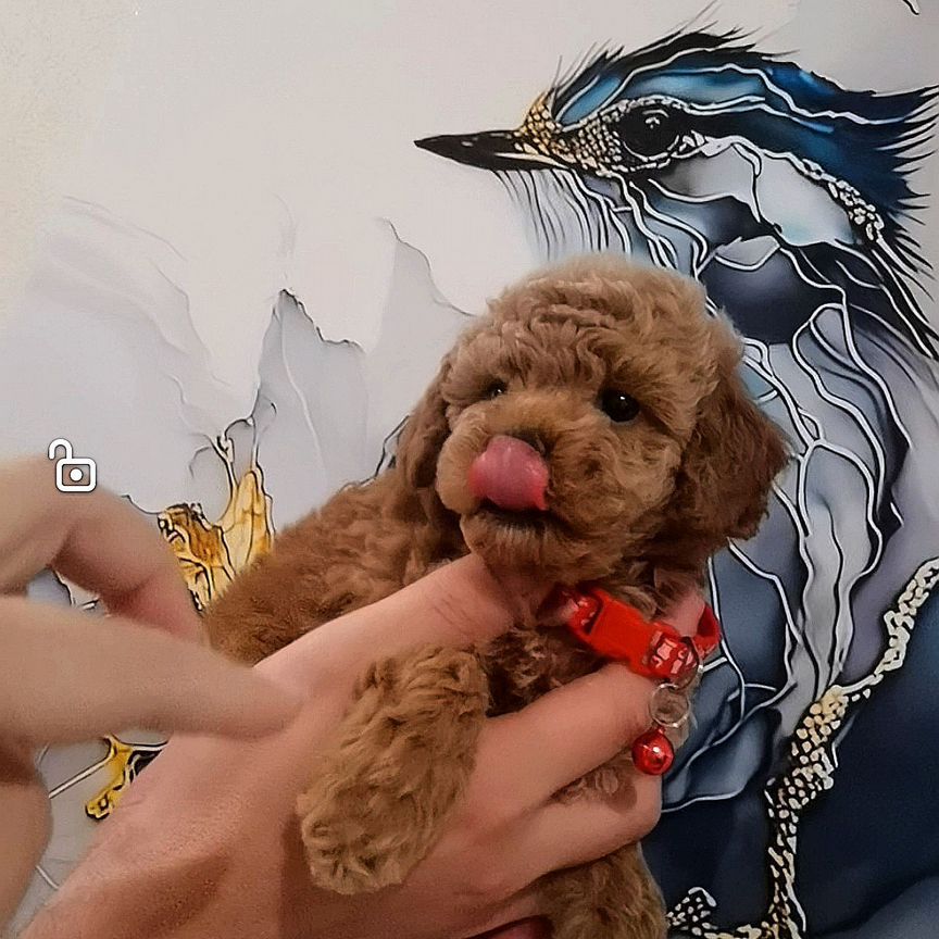 Мальтипу мини мальчик f1