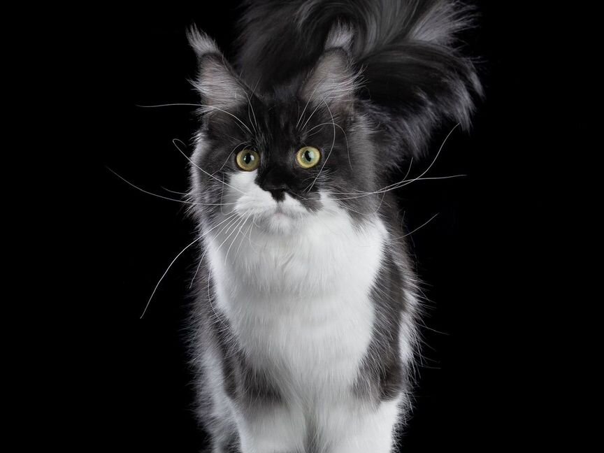 Котята мейн-кун полидакт