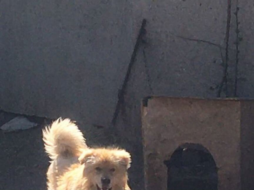 Собака кобель с золотым характером