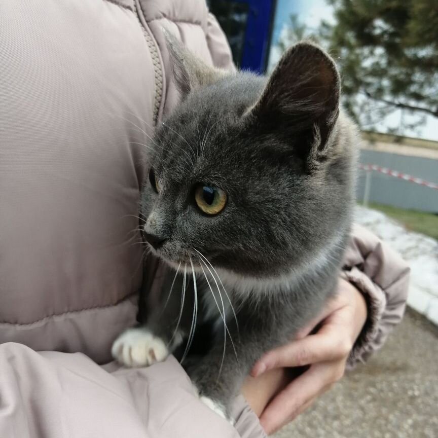 Кошка 2 месяца породистая