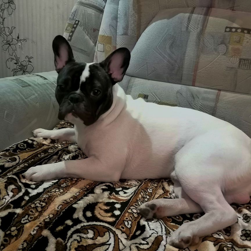 Вязка собак кобели