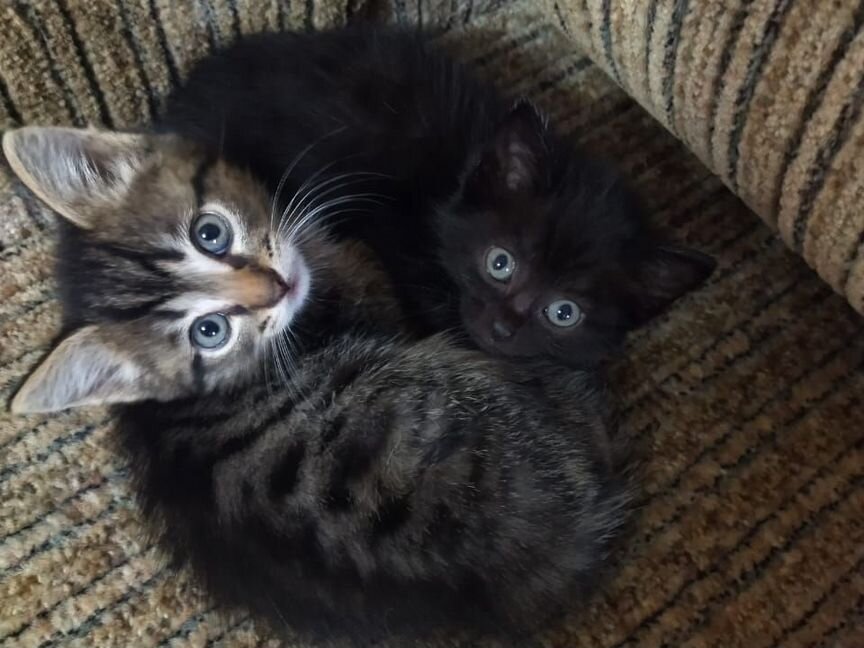 Котята в добрые руки Полевской