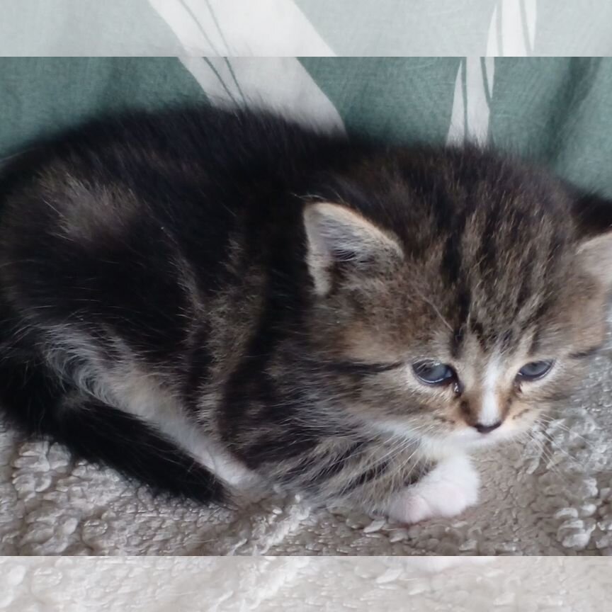 Шотландский вислоухий короткошёрстный котёнок