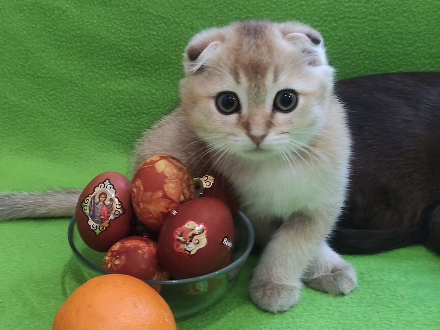 Котята золотая шиншилла