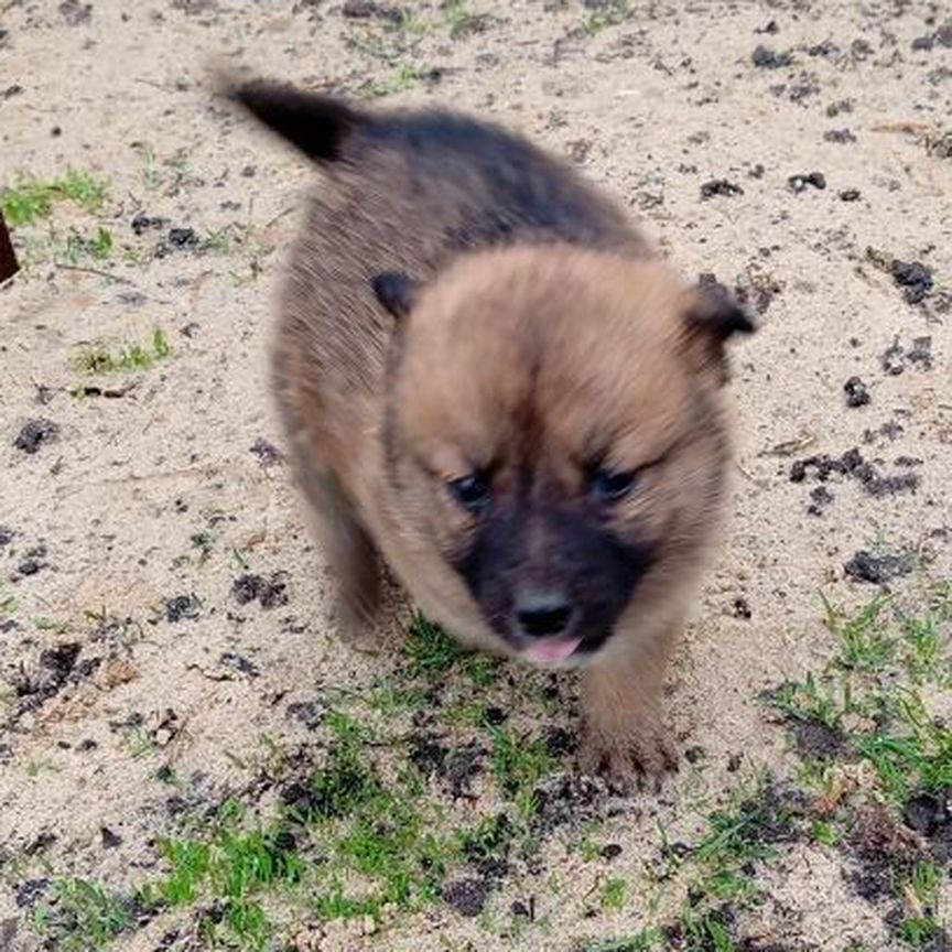 Лайка, щенок