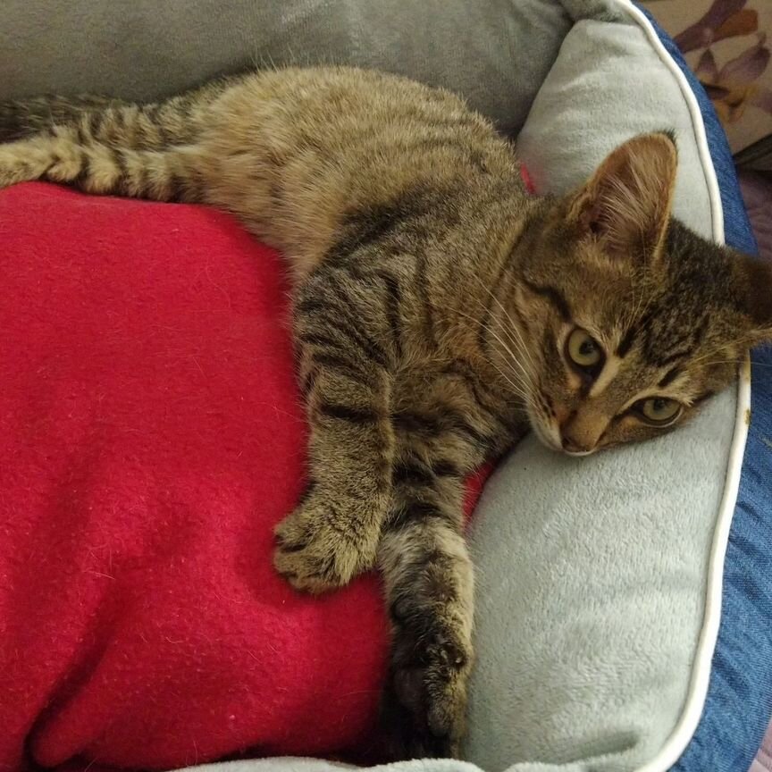 Котята в добрые руки бесплатно мальчик