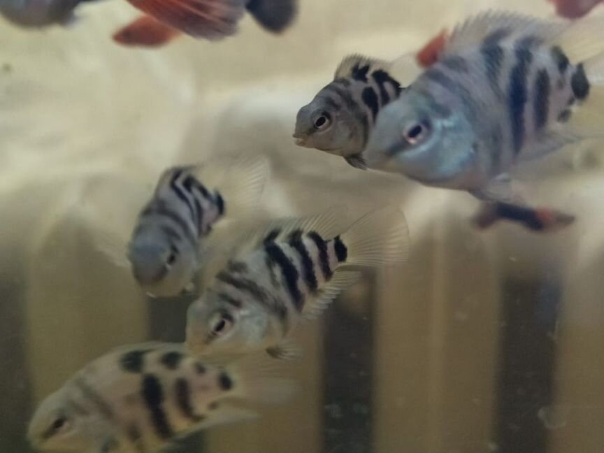 Рыбки петушок, меченосцы, гуппи