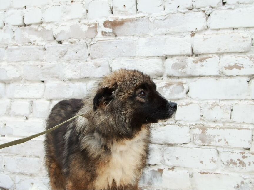 Плуто