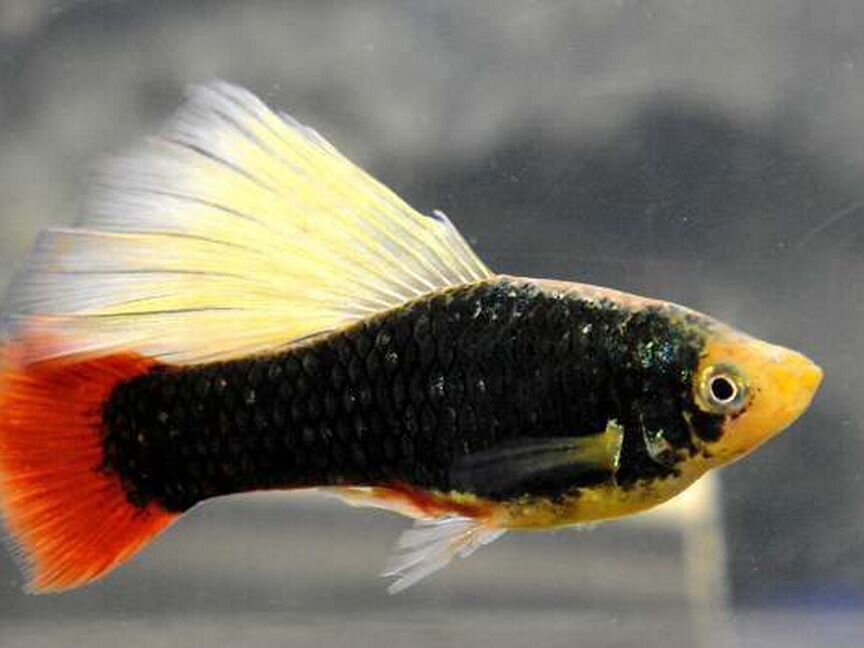 Пецилия Гавайская Флаговая