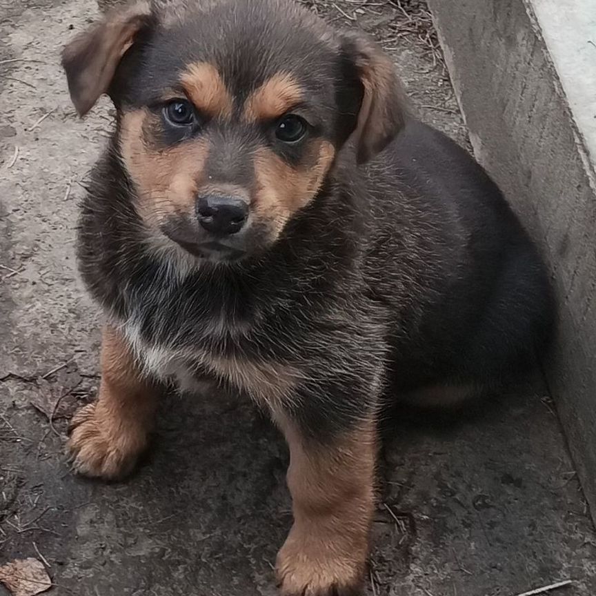 Щенок в добрые руки