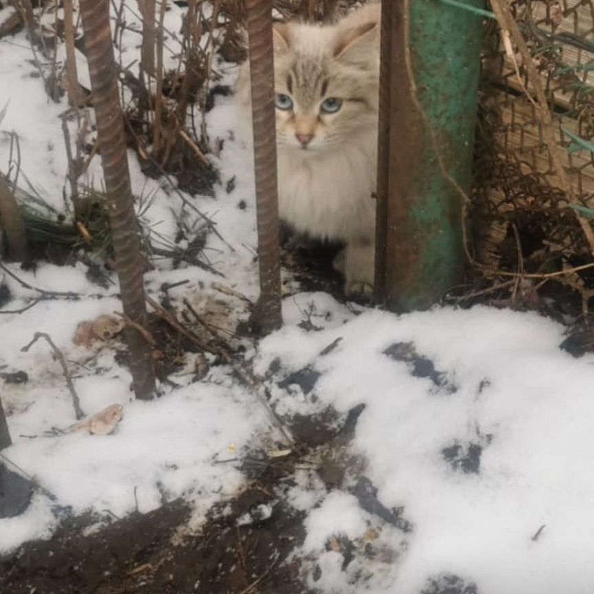 Котенок(10мес бесплатно