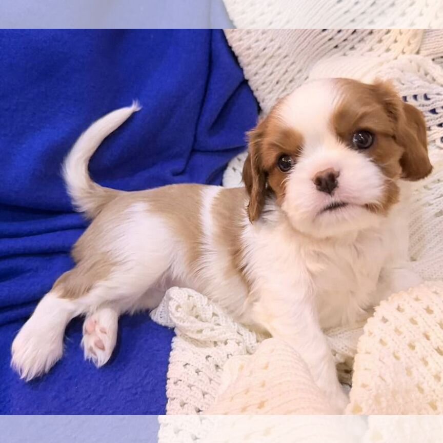 Кавалер кинг-чарльз-спаниель, щенок
