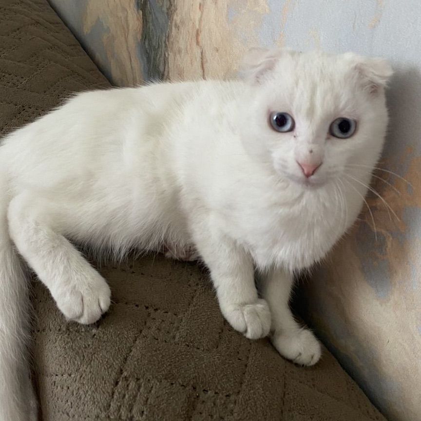 Кошки в добрые руки