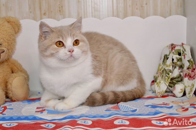 Лиловая британочка