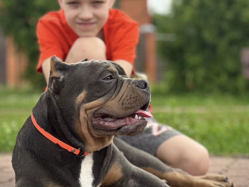 Шикарный мальчик американский булли