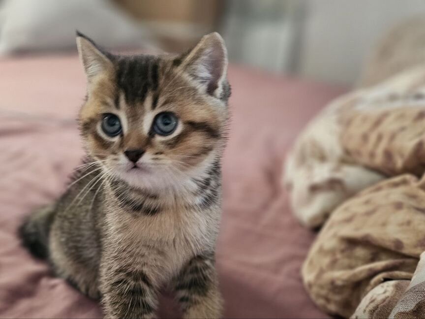 Шотландская прямоухая кошка