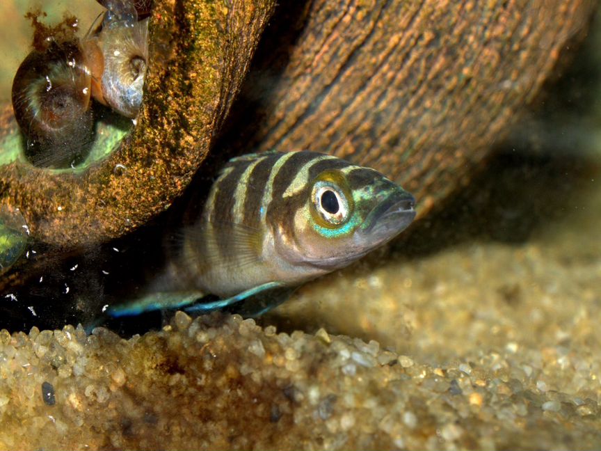 Неолампрологус цилиндрикус