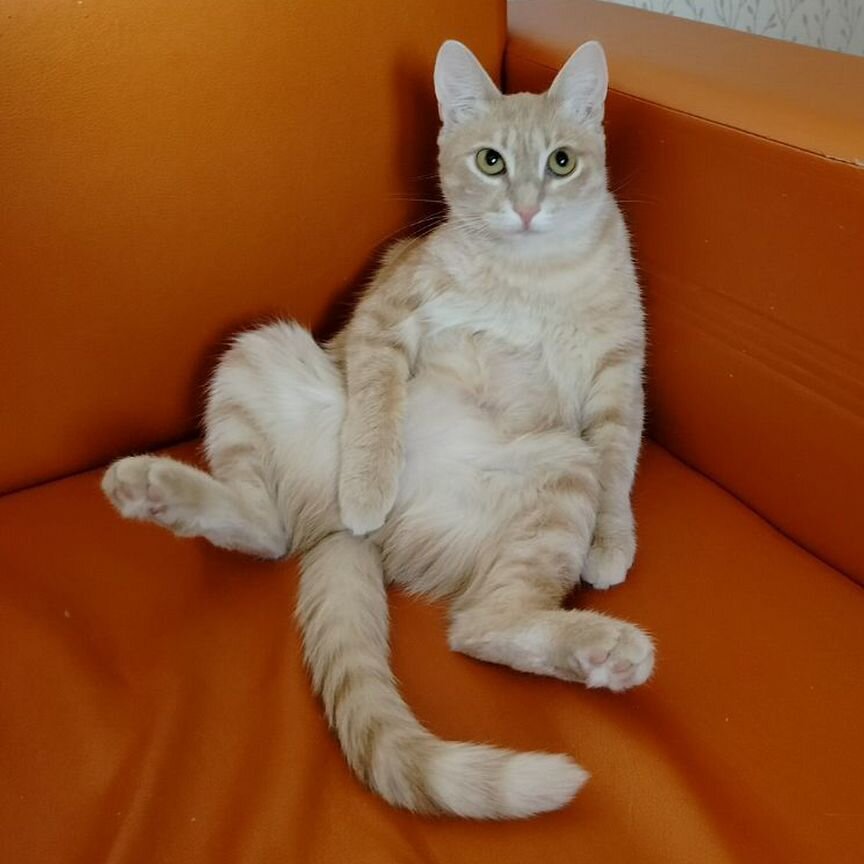 Взрослая, кошка в добрые руки