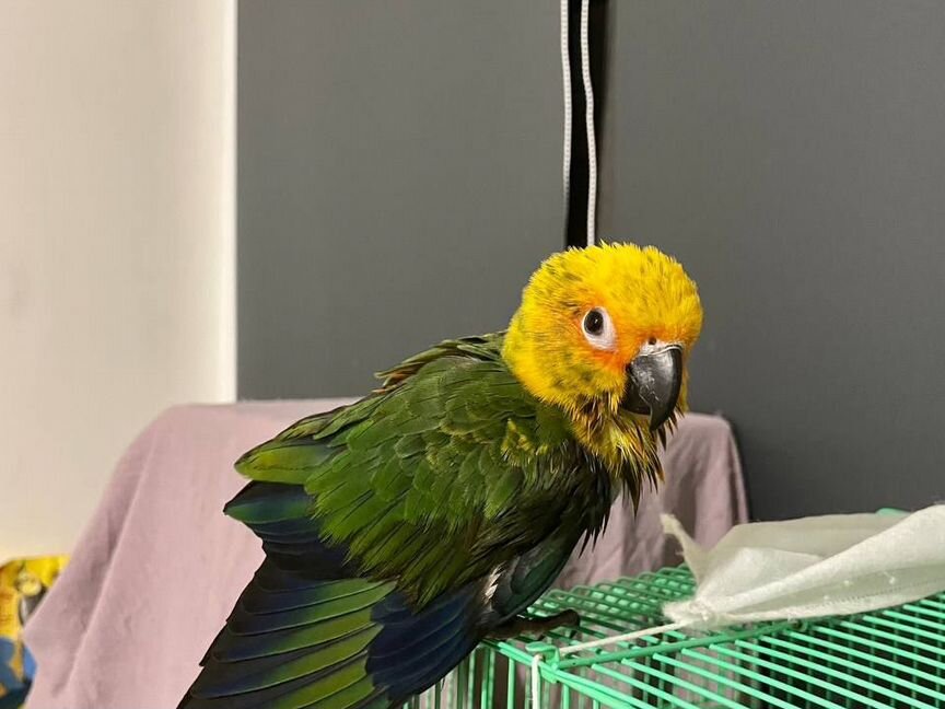 Попугай аратинга яндайа