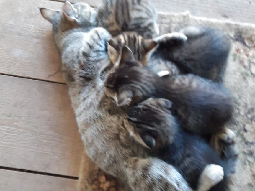 Котята в добрые руки