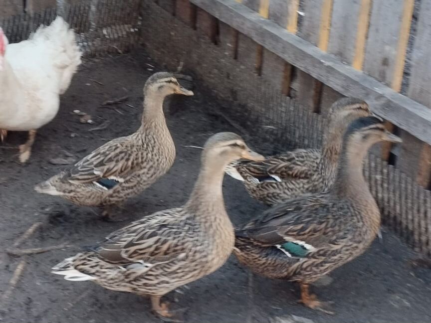 Дикие подсадные утки