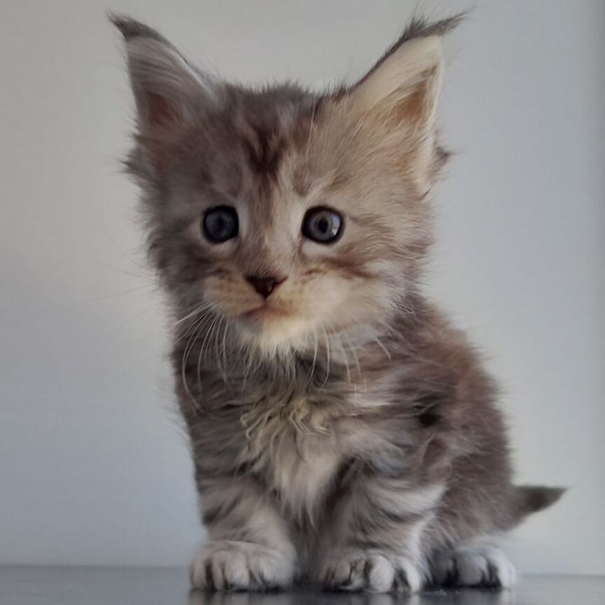 Мейн-кун котёнок