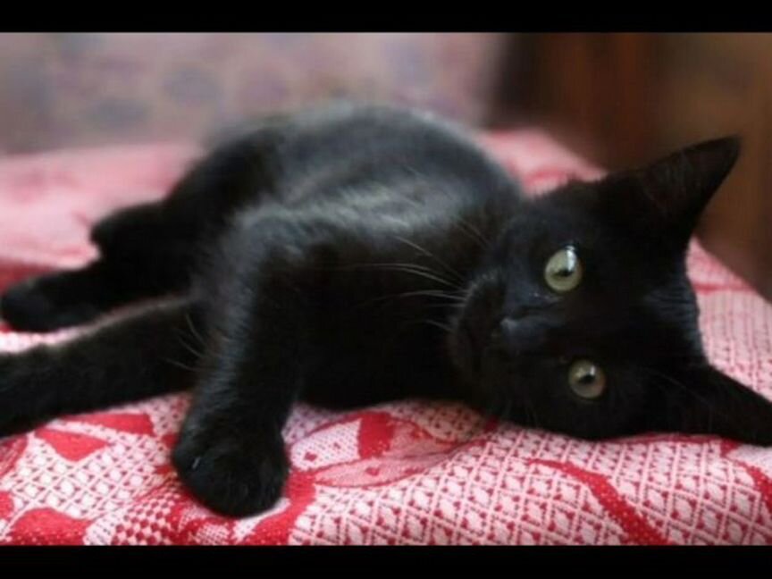 Котик в добрые руки