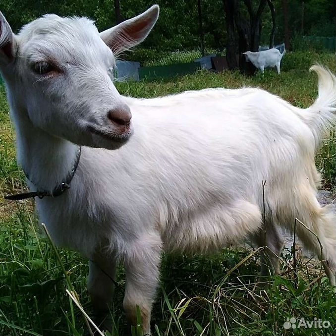Козленок на племя