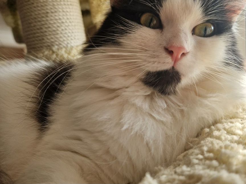 Кошечка Жасмин ищет свой Дом