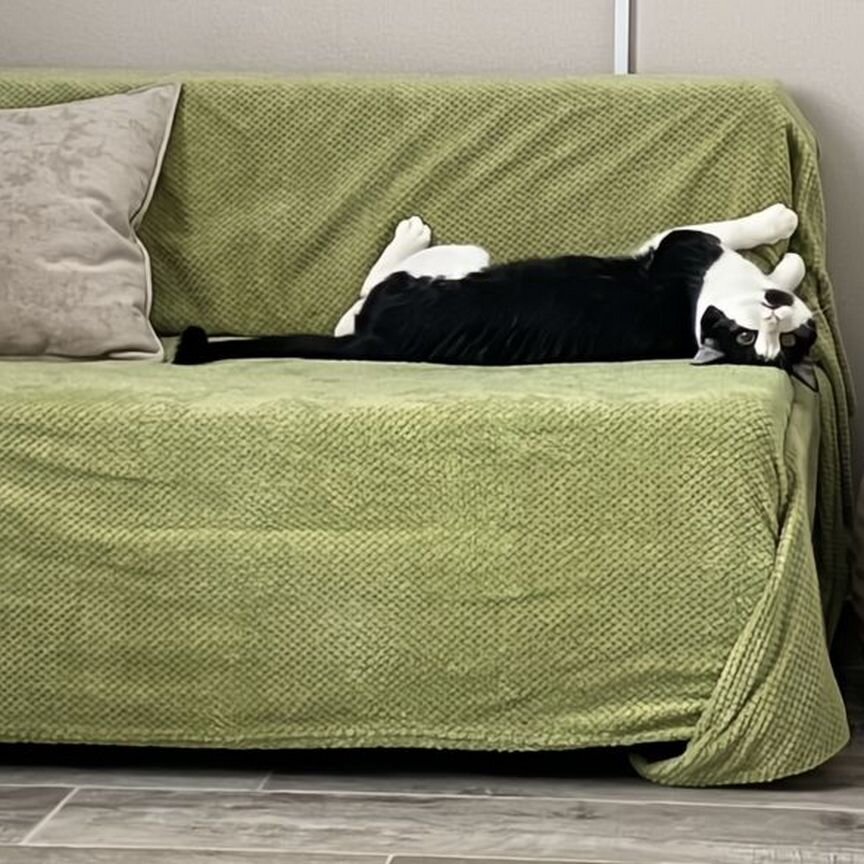 Взрослый кот в добрые руки