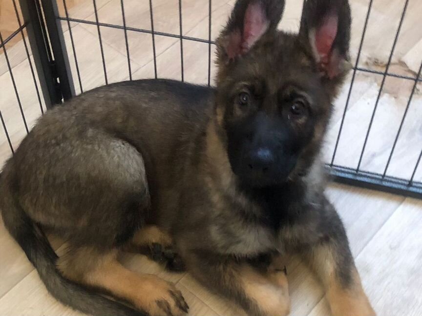 Щенки рабочей немецкой овчарки