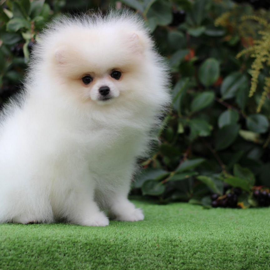 Нежный крем шпиц