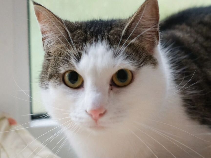 Кошка из приюта: Бейлис ищет дом