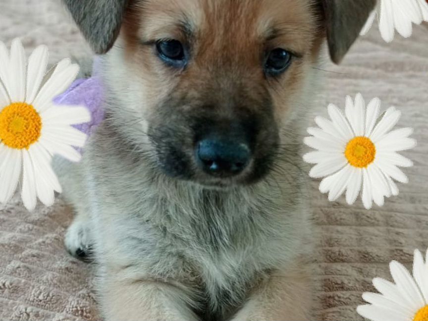 Щеночек в добрые руки