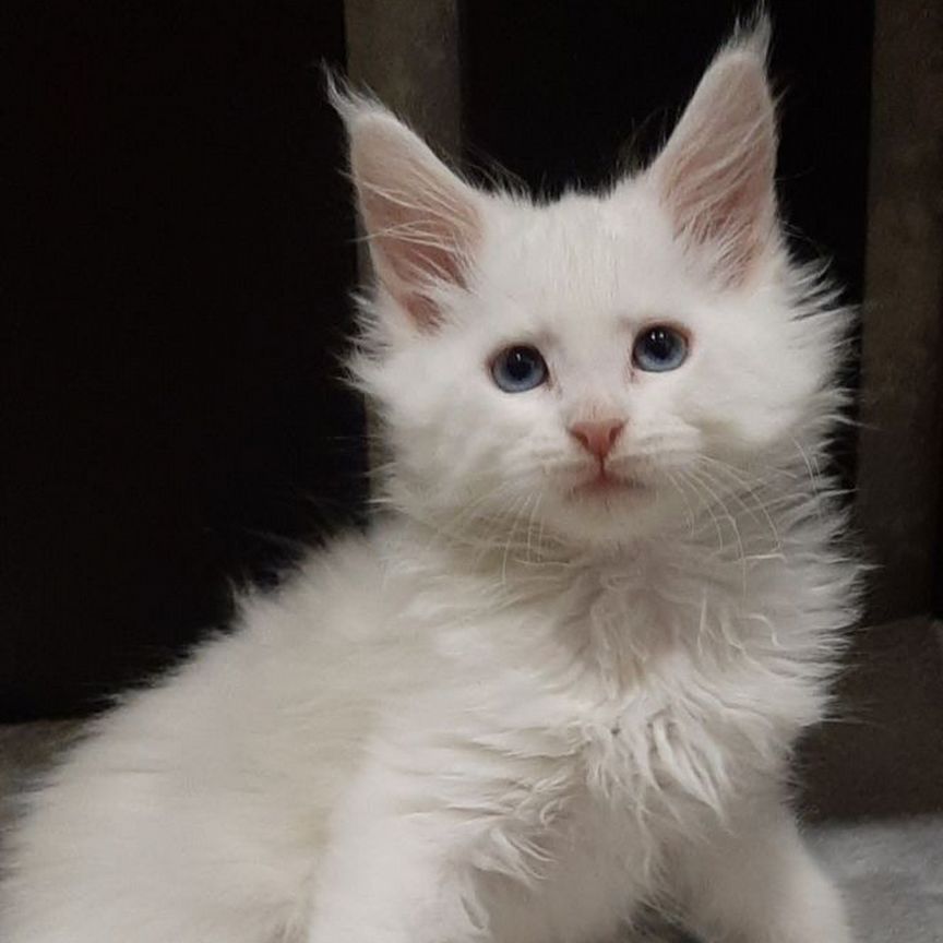 Котята мейн-кун